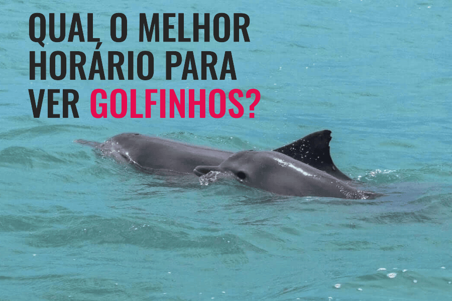 Qual o melhor horário para ver golfinhos em Pipa RN?